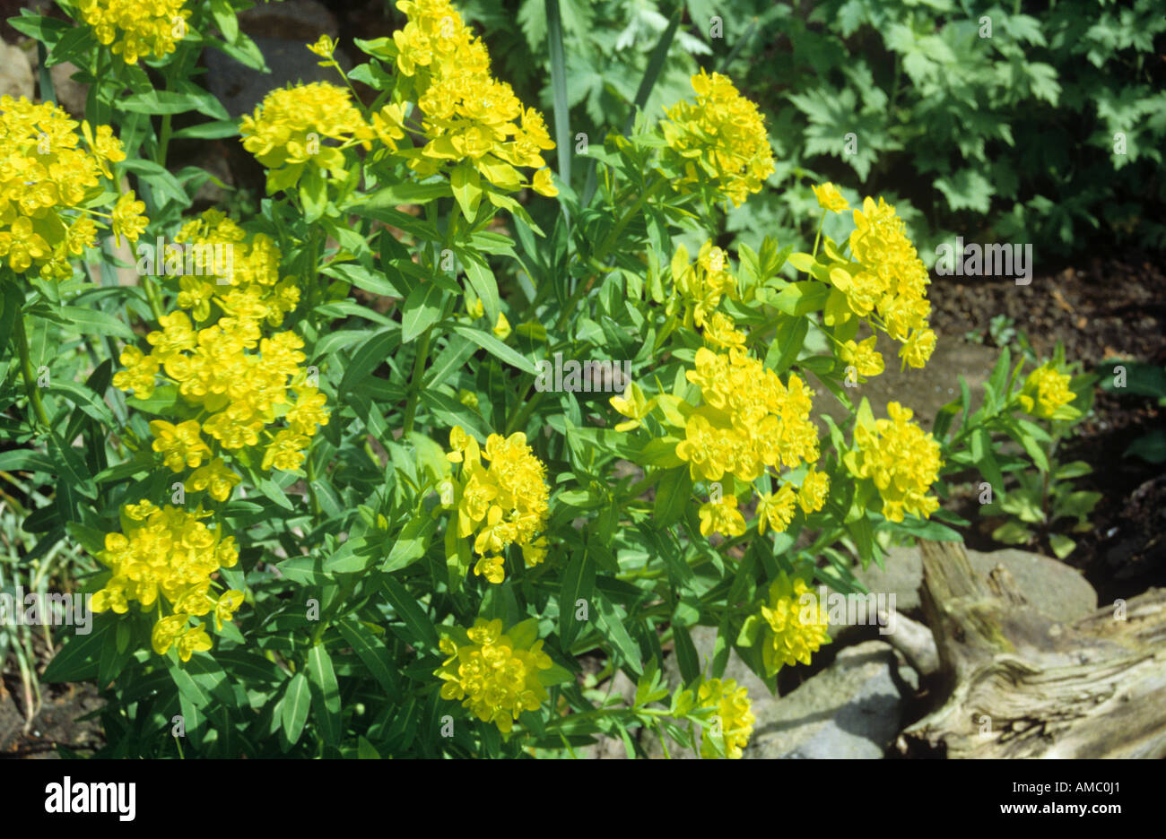 Spurge euphorbia palustris hi-res stock photography and images - Alamy