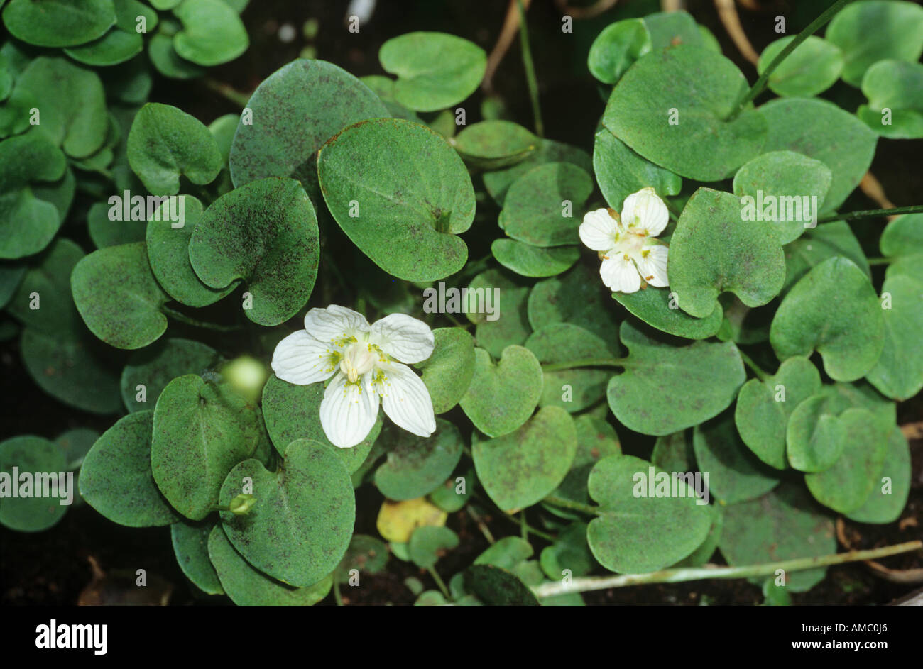 Parnassus grass hi-res stock photography and images - Alamy