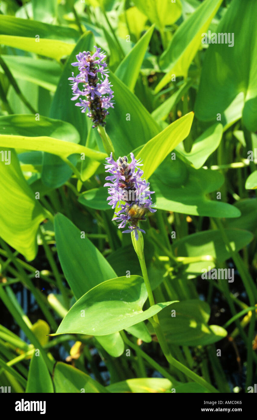 Pickerelweeds hi-res stock photography and images - Alamy