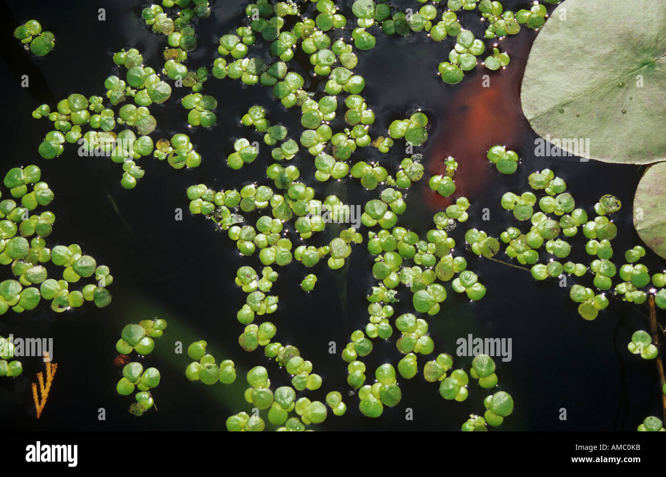 Spirodela polyrhiza hi-res stock photography and images - Alamy
