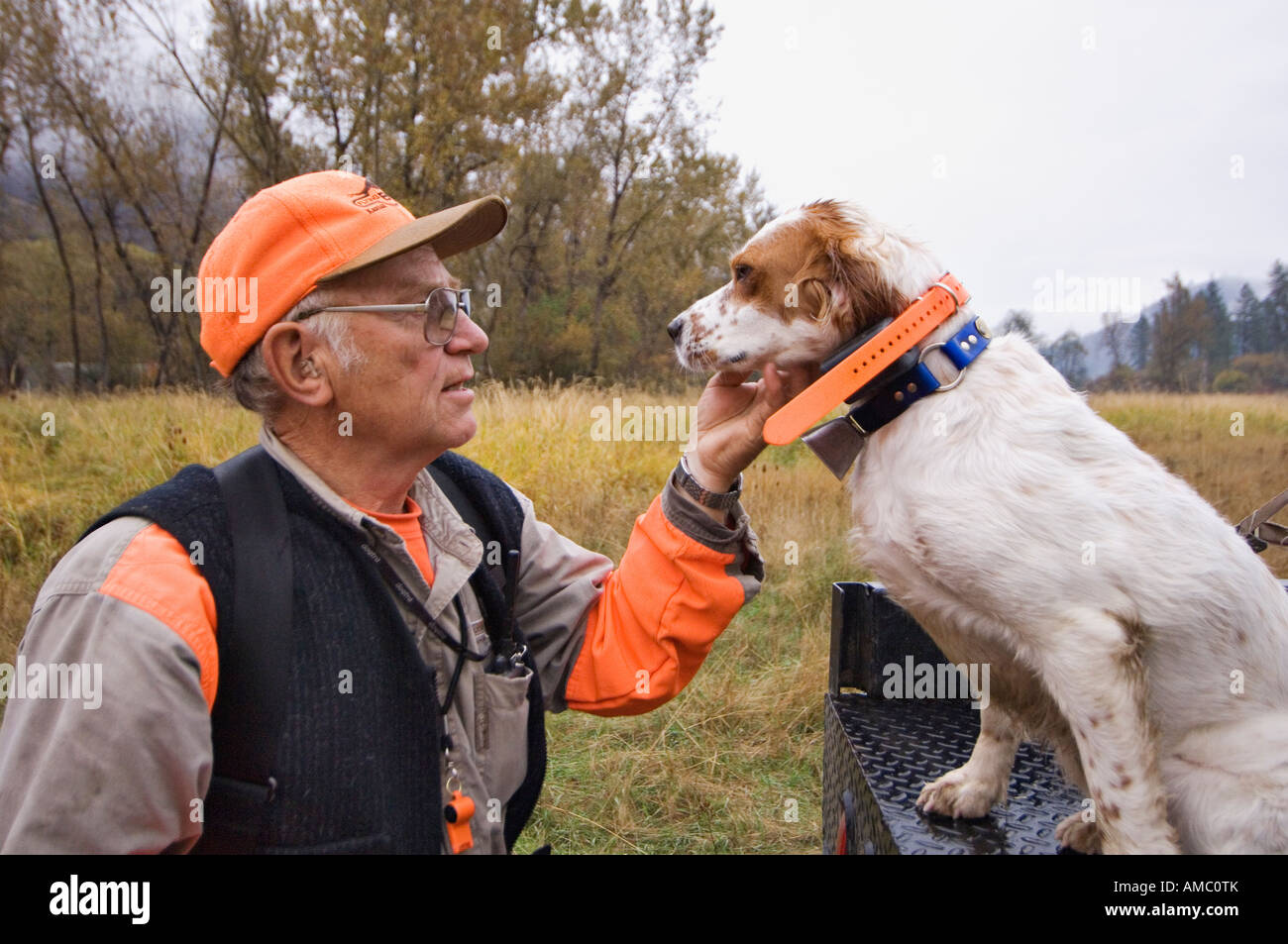 Upland Bird Hunting Guide Checks English Setter after Rainy Hunt Flying ...