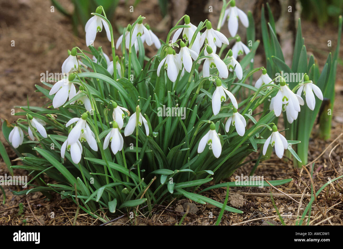 Common snowdrop galanthus nivalis hi-res stock photography and images ...