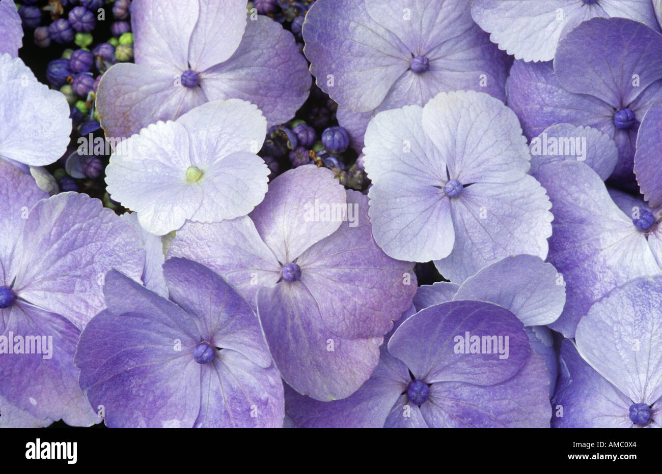bigleaf hydrangea / Hydrangea macrophylla Stock Photo - Alamy