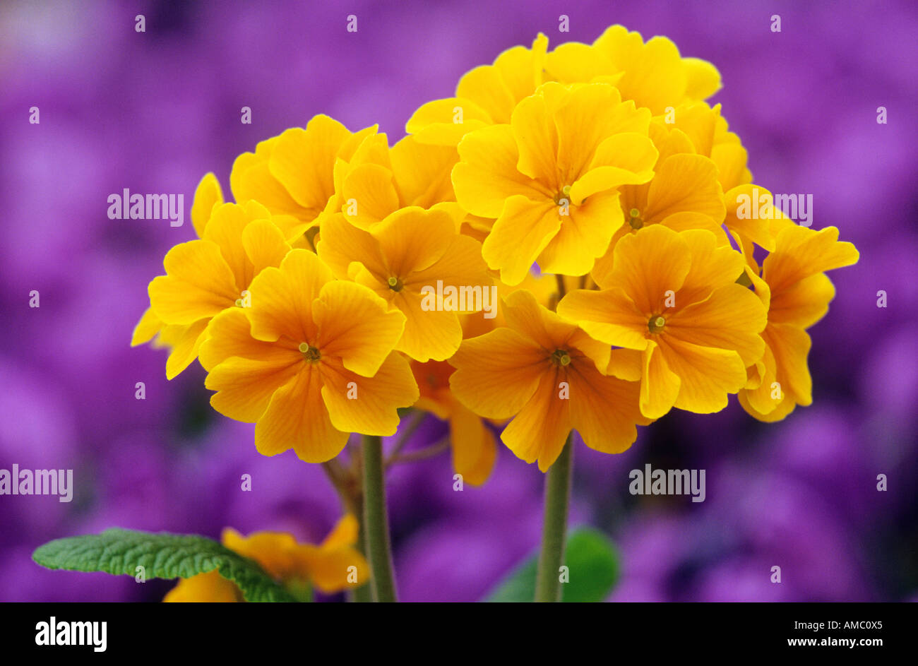 Yellow primrose hi-res stock photography and images - Alamy