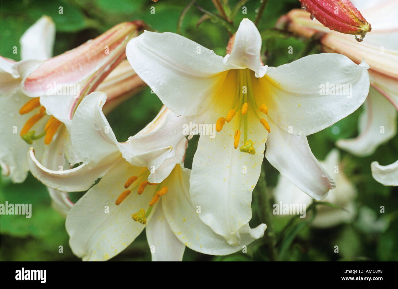 regal lily / Lilium regale Stock Photo - Alamy