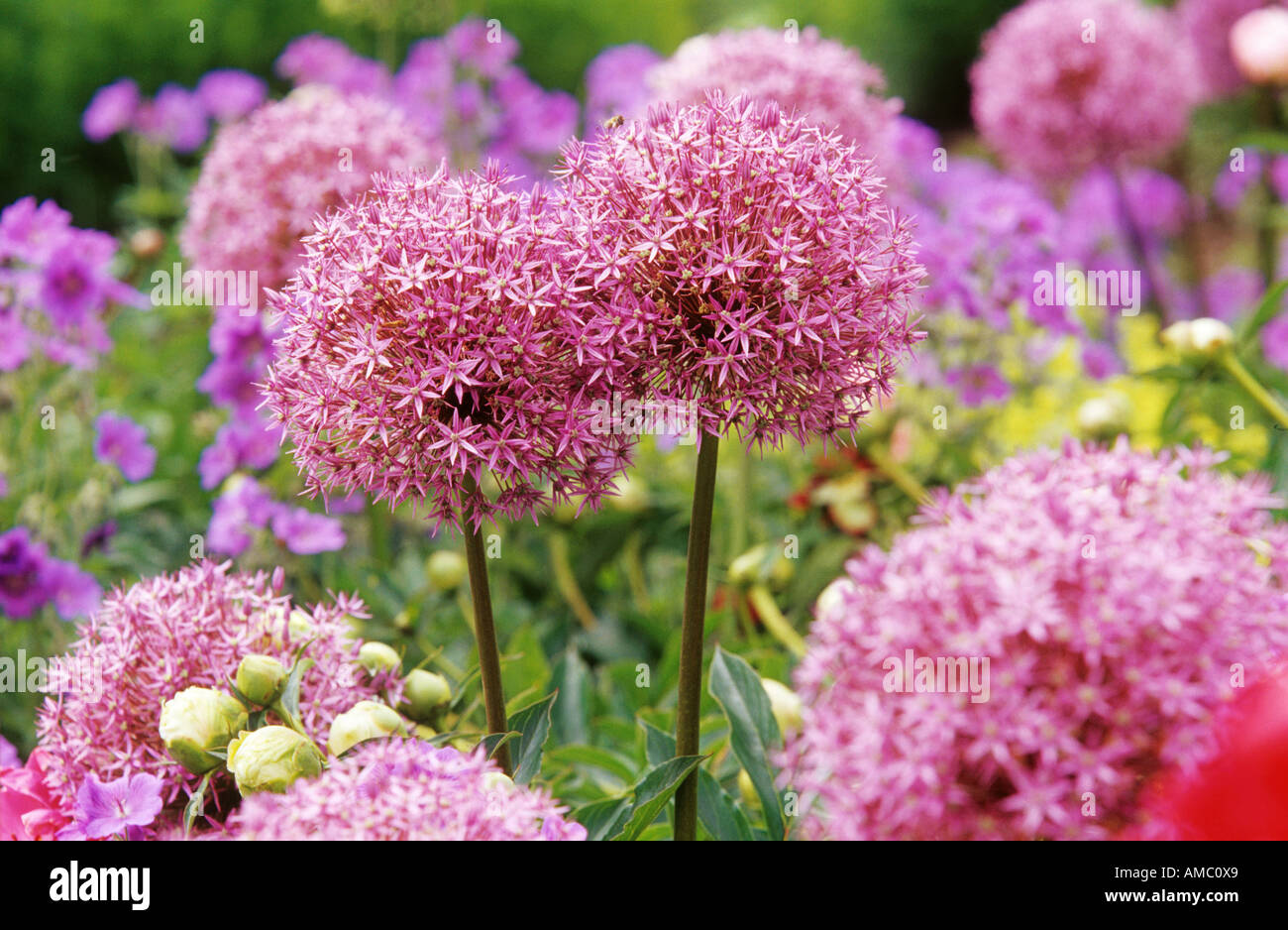 Giant Allium / Allium giganteum Stock Photo - Alamy