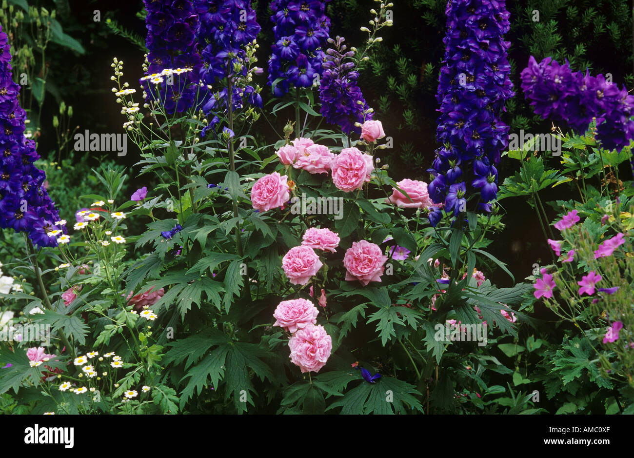Delphinium and roses Stock Photo - Alamy