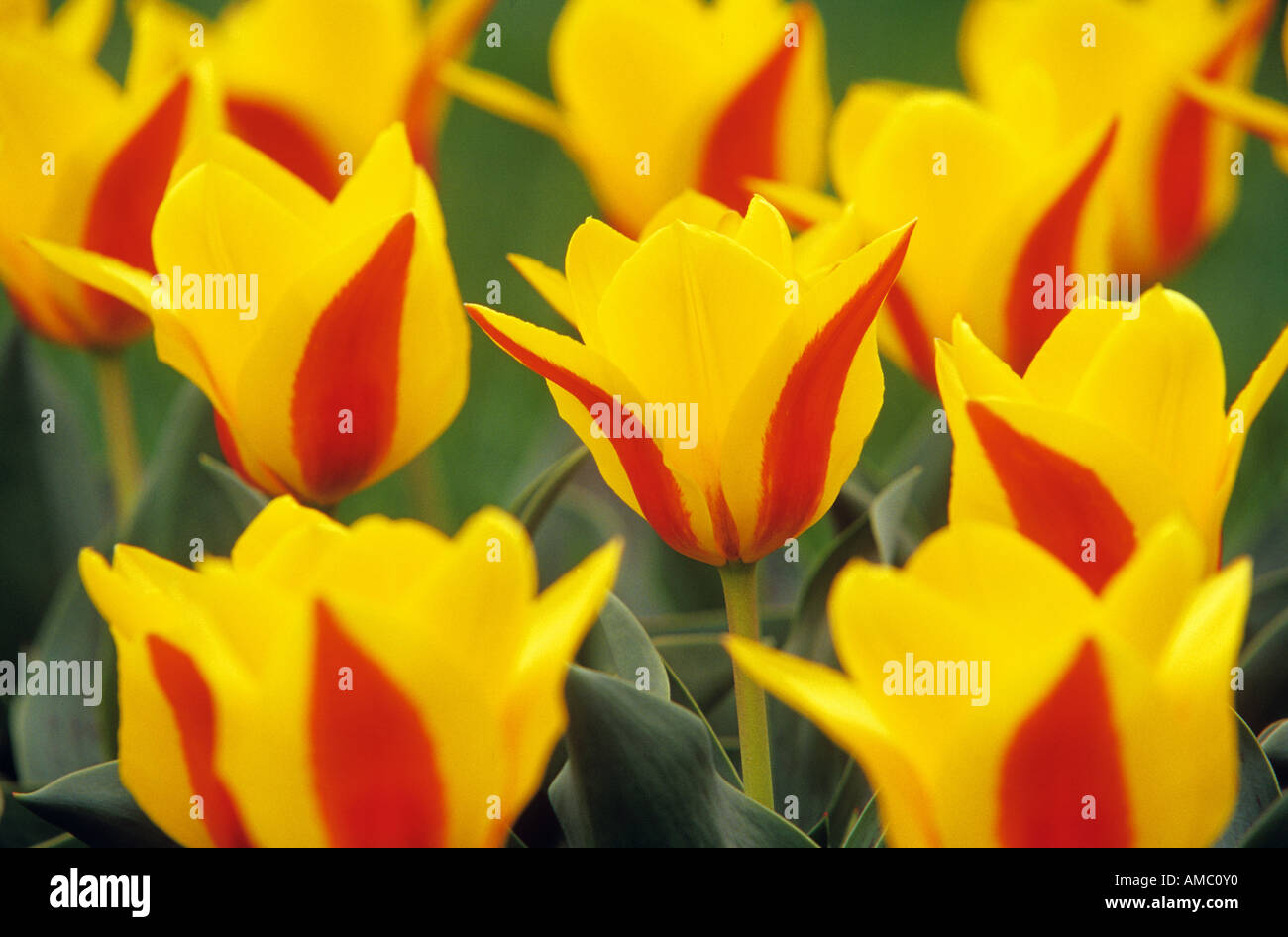 tulips ( "First Love" ) / Tulipa Stock Photo - Alamy