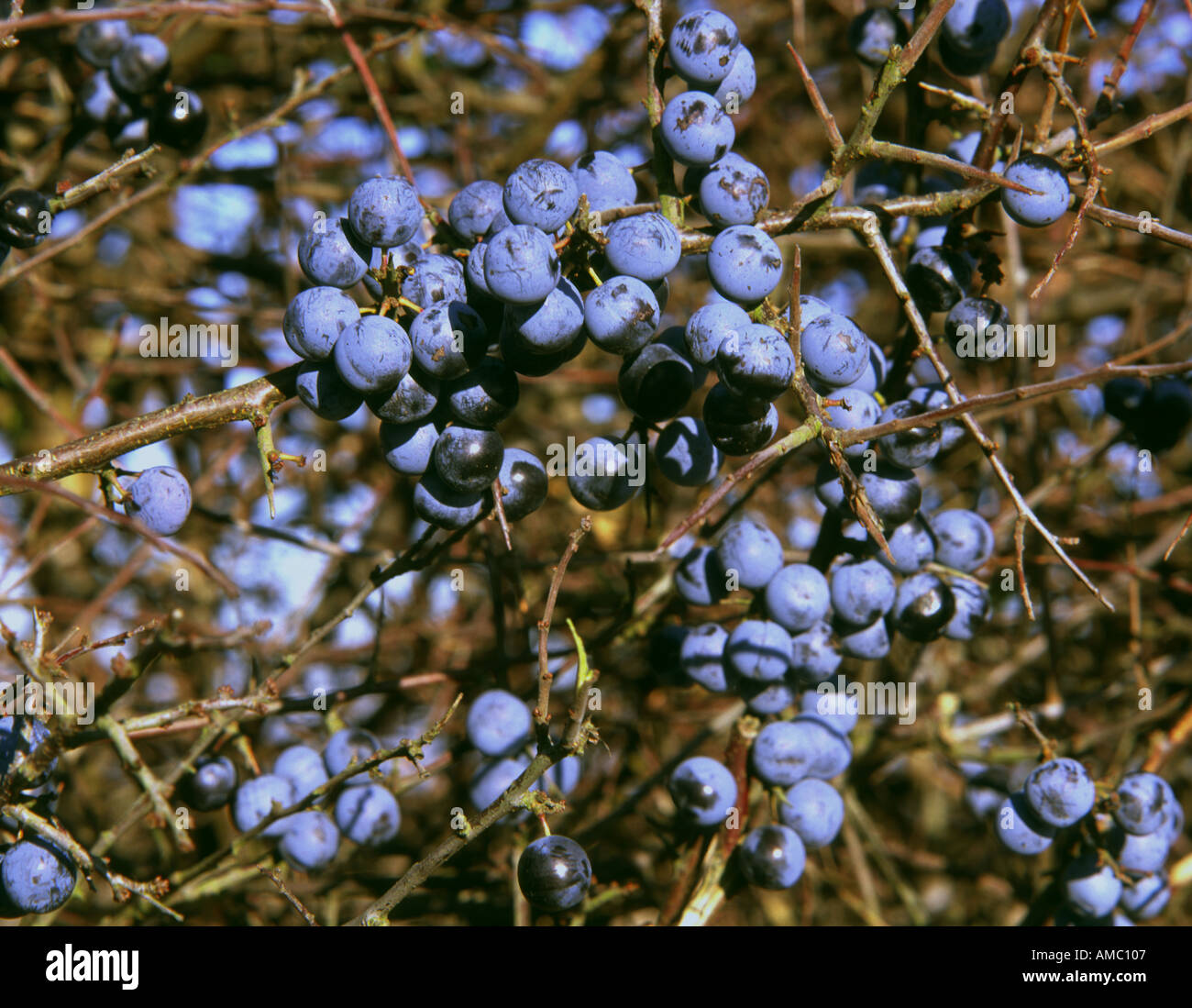Hedges for wildlife hi-res stock photography and images - Alamy
