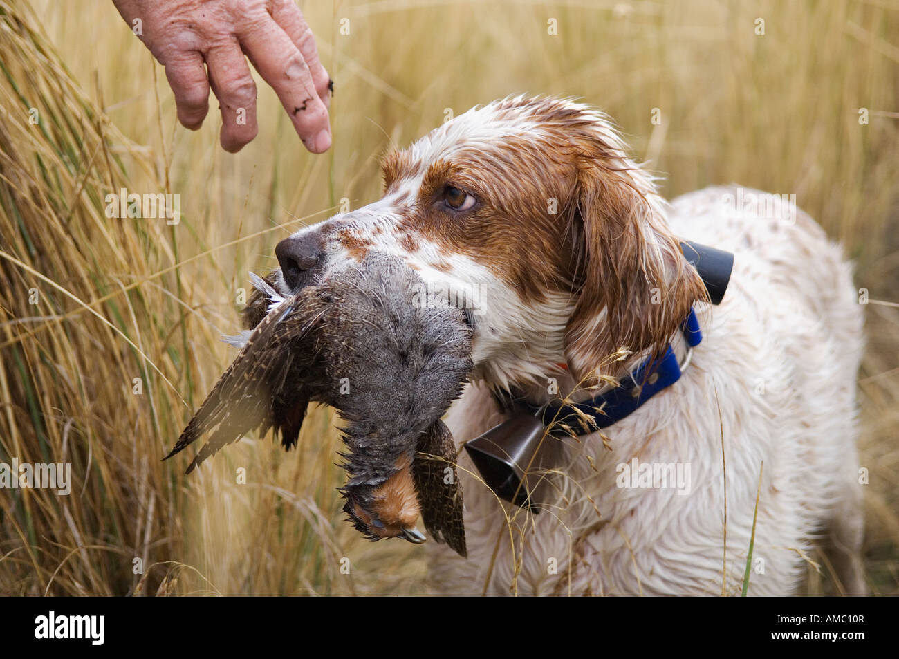 English Setter Retrieving Hungarian Partridge to Hand during Upland ...