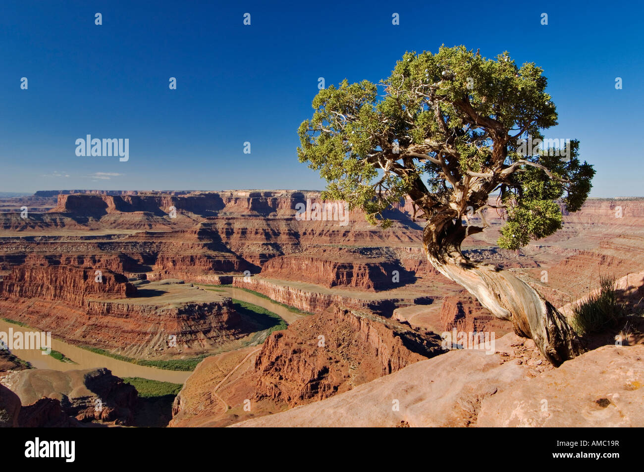 Lone Juniper Tree Clinging to Rim of Red Sandstone Canyon Overlooking ...