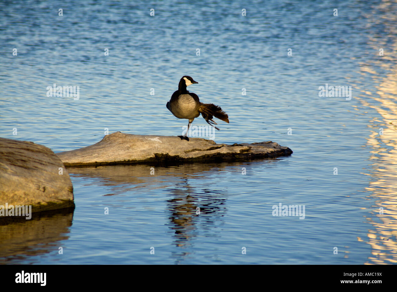 Injured goose injured bird hi-res stock photography and images - Alamy