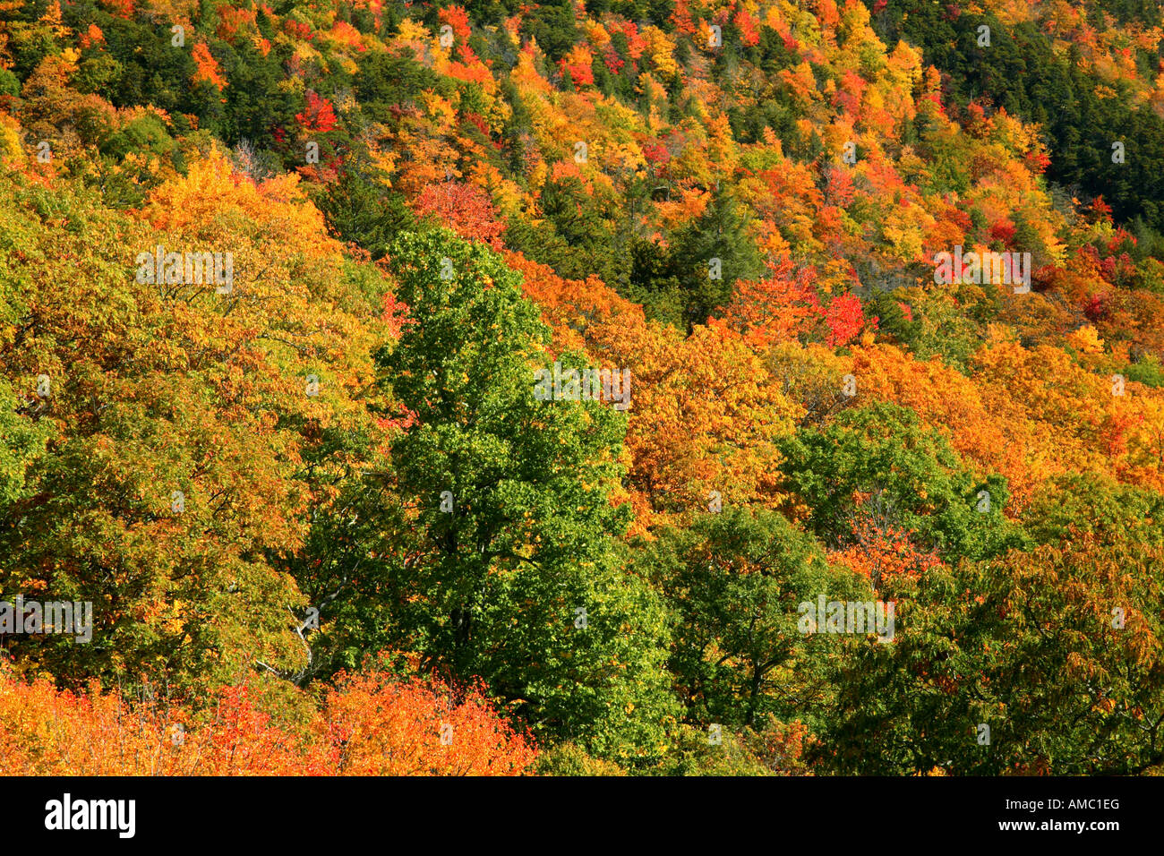 A full palette of autumn color in the Blue Ridge Mountains of North ...