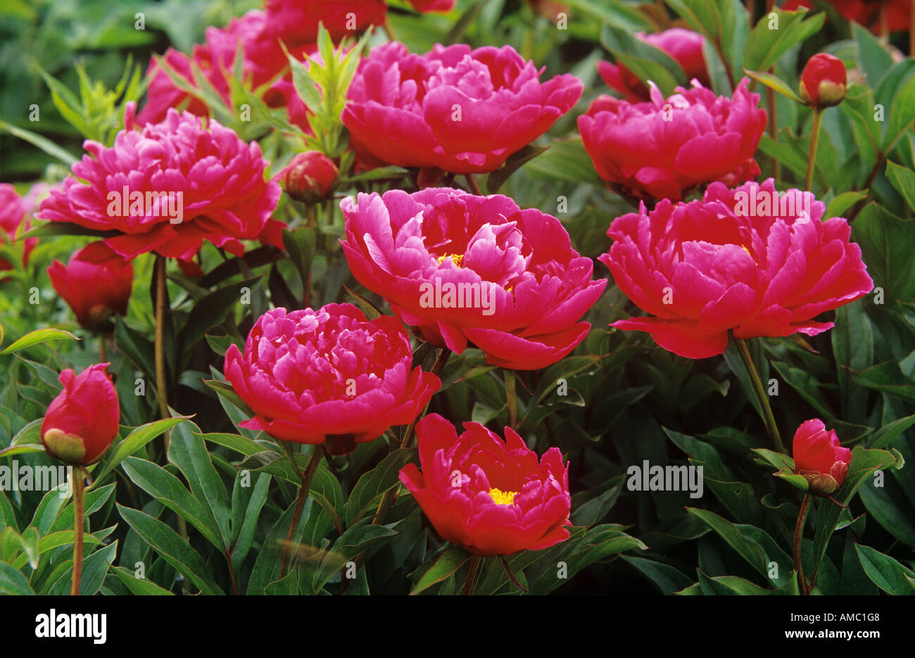peony / Paeonia Stock Photo - Alamy