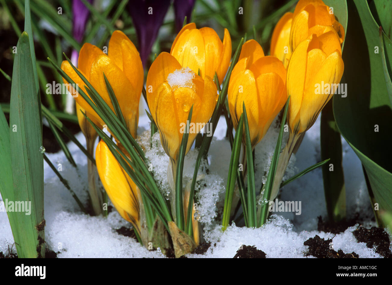 yellow crocus / Crocus Stock Photo - Alamy