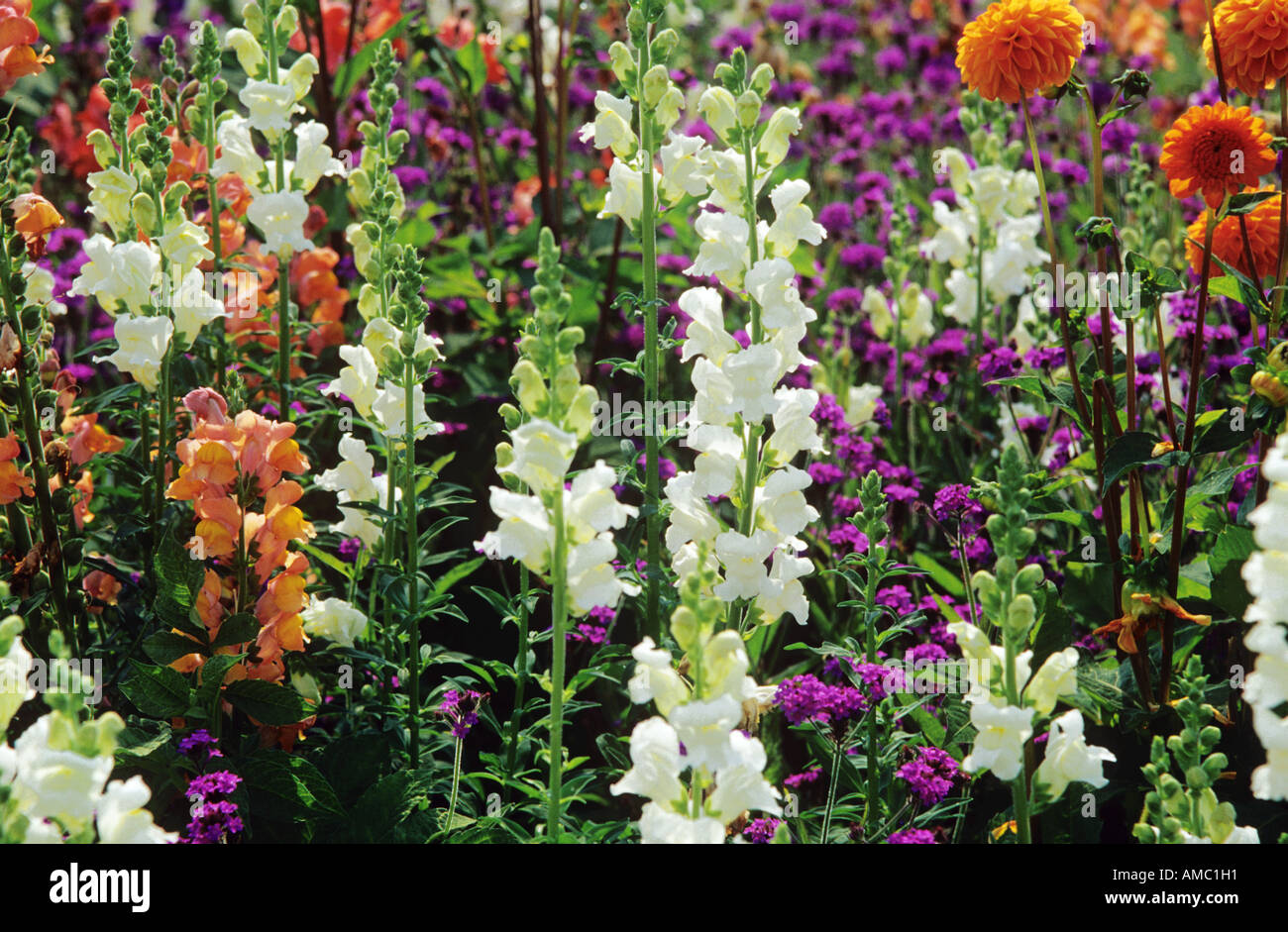 snapdragon / Antirrhinum majus Stock Photo - Alamy