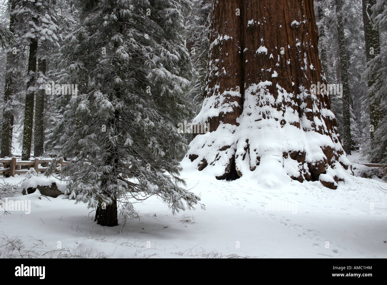 General Sherman Tree blanketed in snow, Sequoia National Park Stock ...