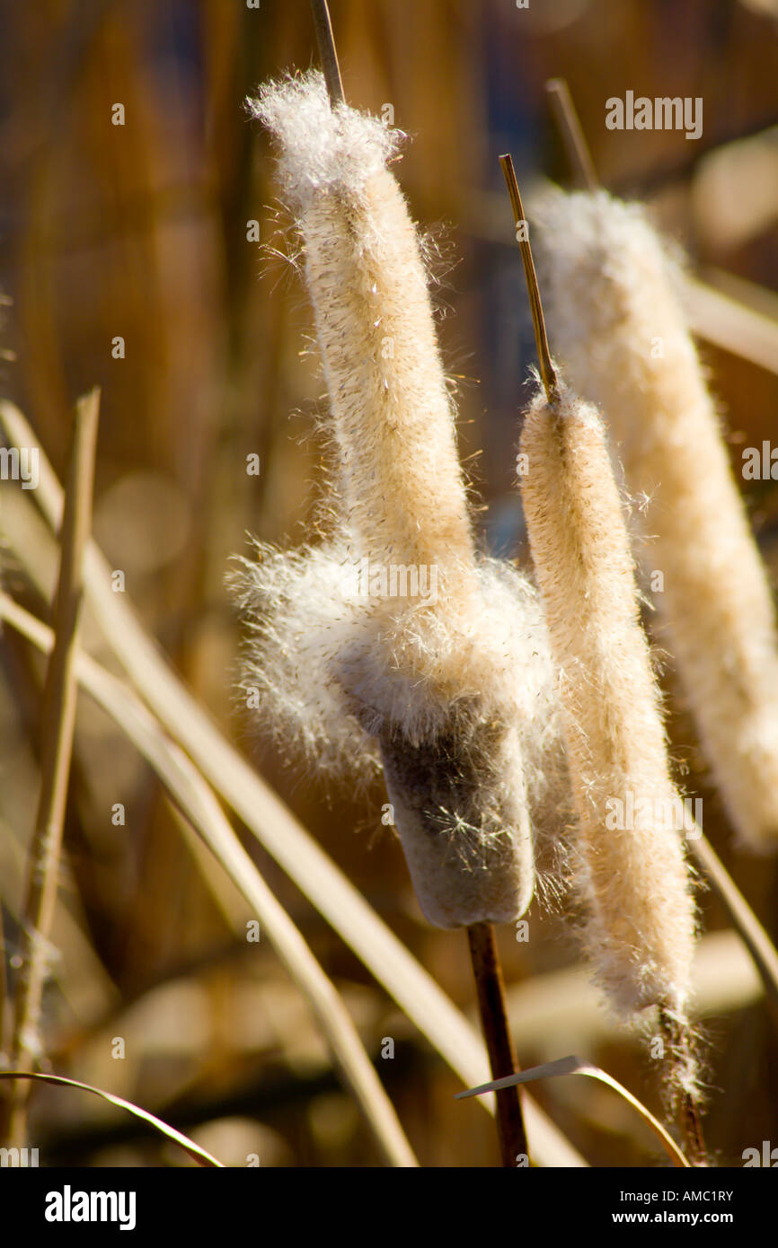 Cattails pollen hi-res stock photography and images - Alamy