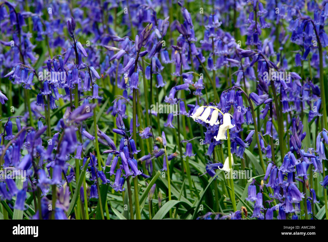 Scilla nutans hi-res stock photography and images - Alamy