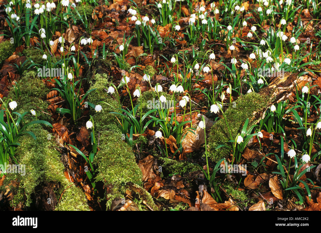 Snowflake flowers hi-res stock photography and images - Alamy