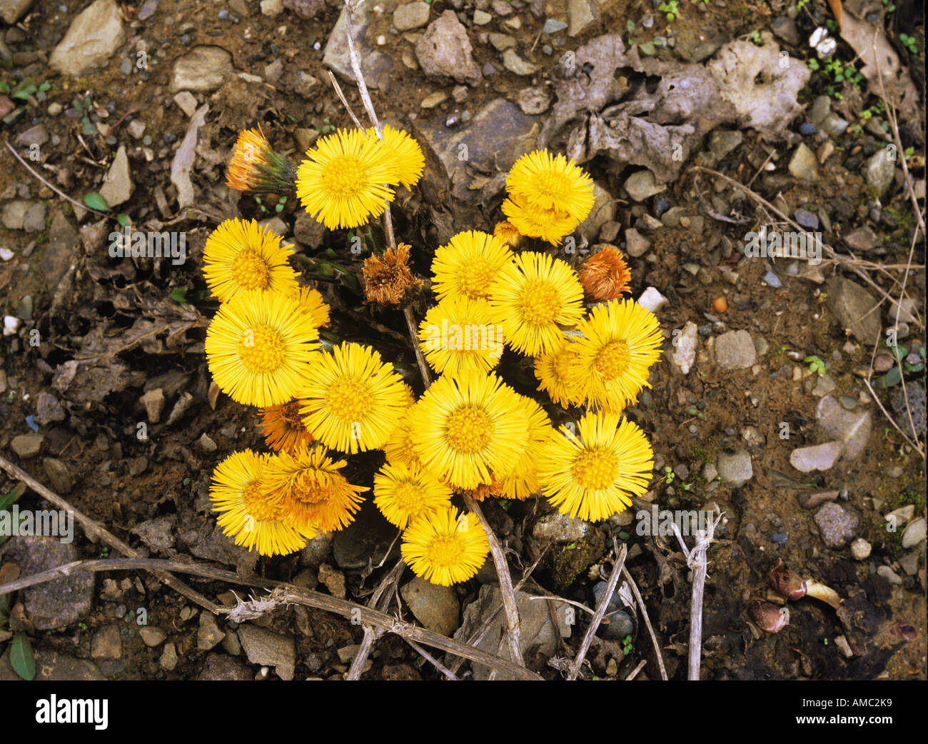 Coltsfoot hi-res stock photography and images - Alamy