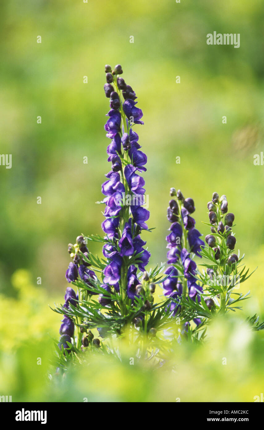 True monkshoods hi-res stock photography and images - Alamy