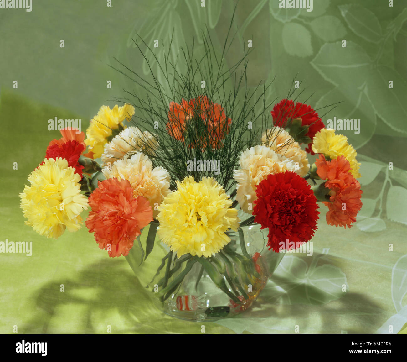 Carnations High Resolution Stock Photography and Images - Alamy