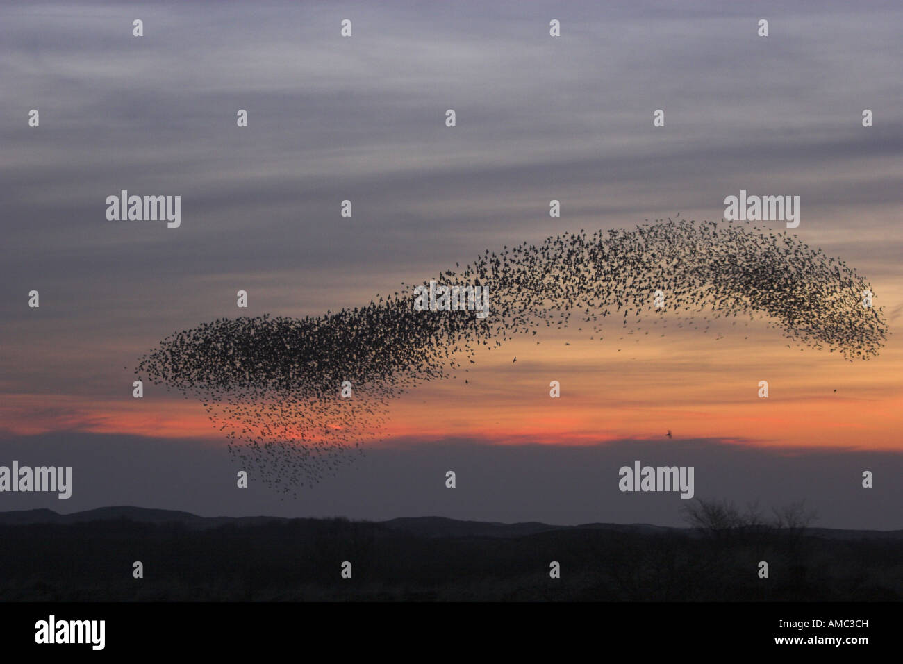 Large groups of starlings hi-res stock photography and images - Alamy