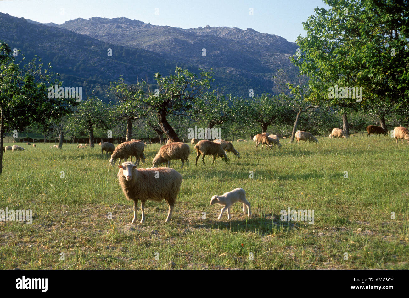 Sheep grazing in a orchard of fig trees on Majorca Stock Photo - Alamy
