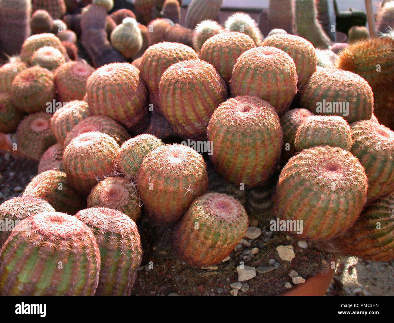 hedgehog cactus (Echinocereus pectinatus.), potted plant Stock Photo ...