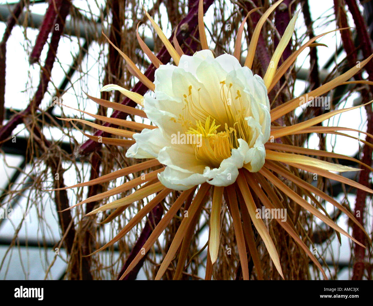 Night Blooming Cereus, Princess-of-the-Night, Queen-of-the-Night ...