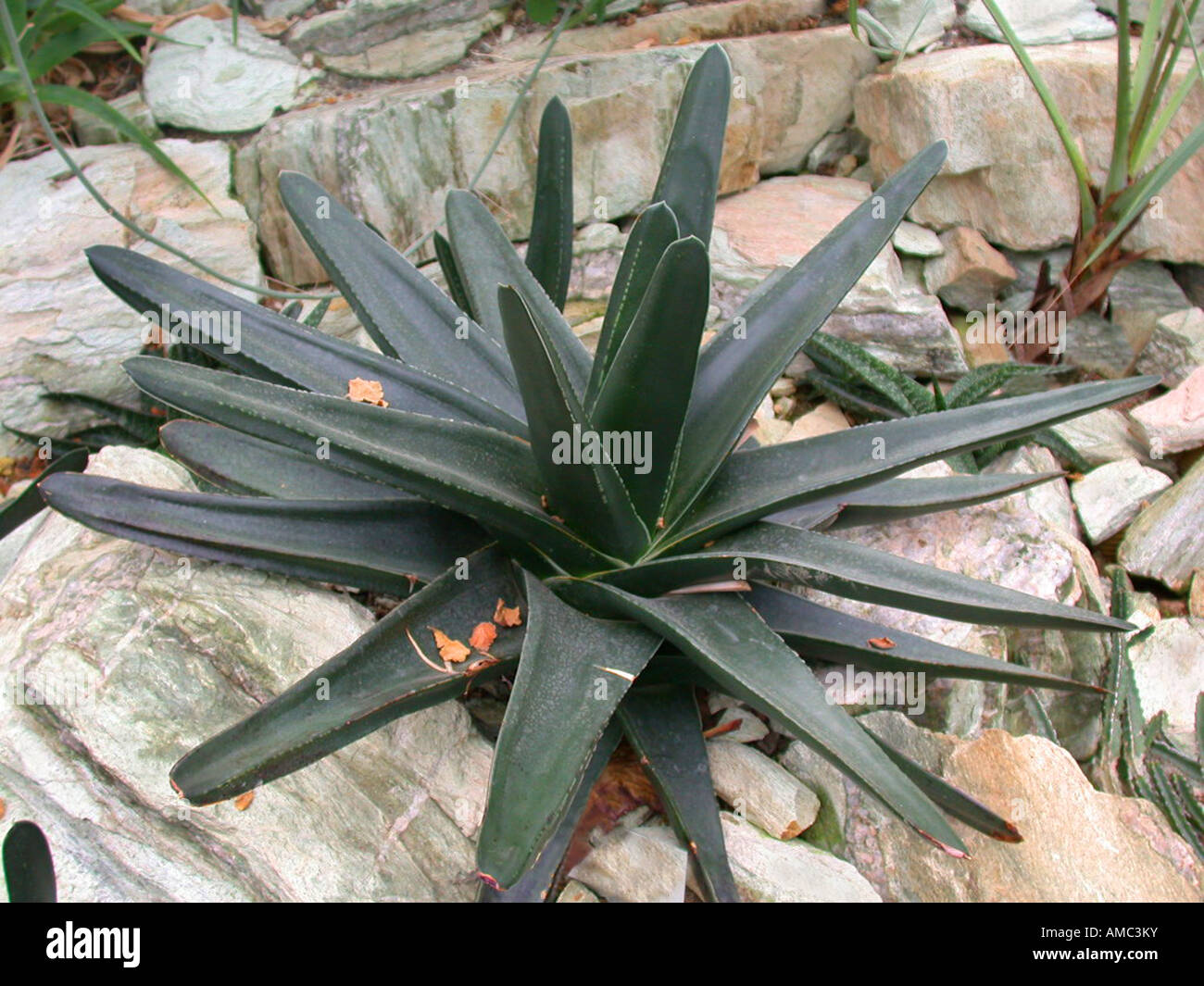 Gasteria (Gasteria lutzii), flower Stock Photo - Alamy