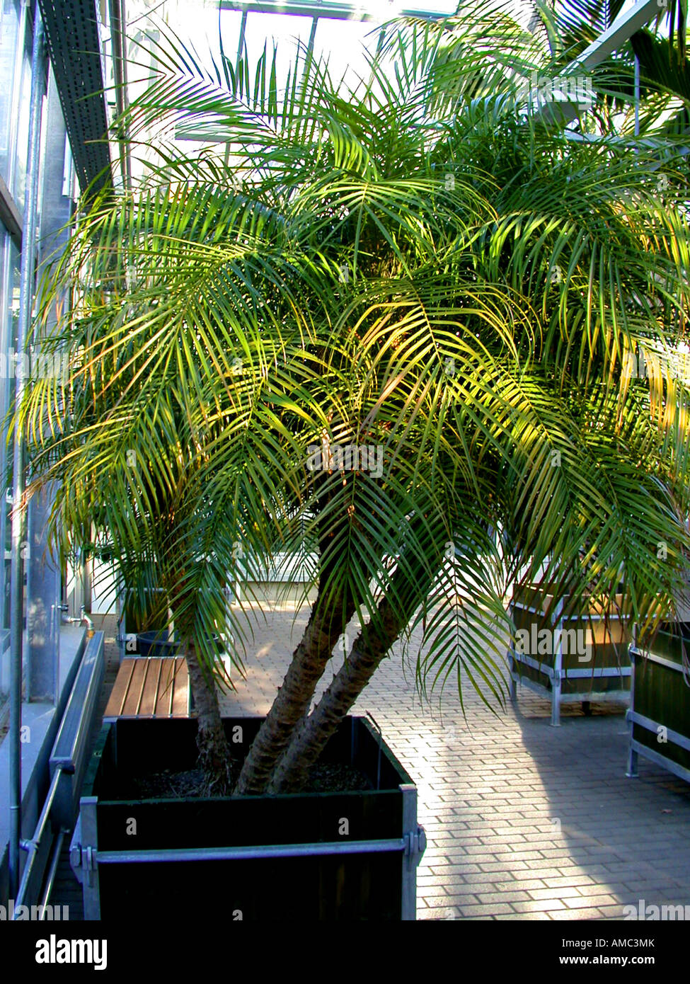 pygmy date palm, miniature date palm (Phoenix roebelenii), container ...