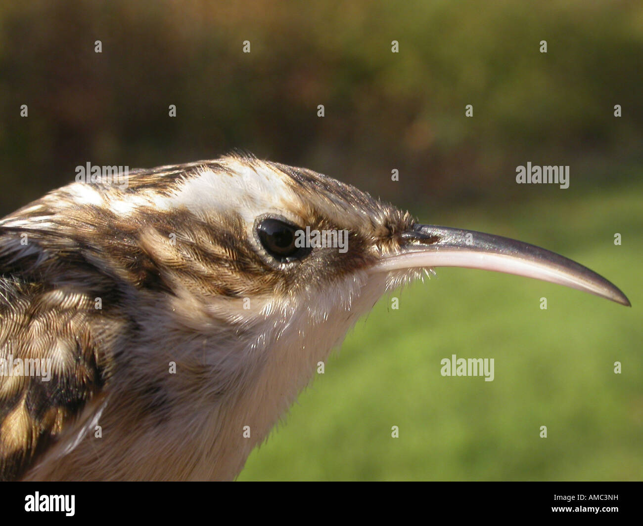 short-toed treecreeper (Certhia brachydactyla), portrait Stock Photo ...