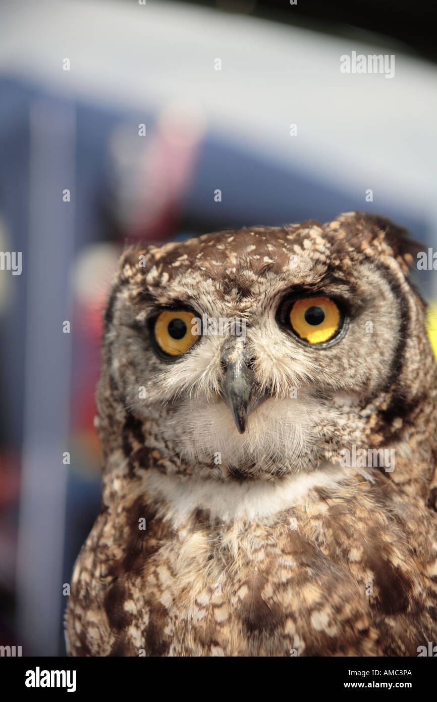 Classic owl hi-res stock photography and images - Alamy