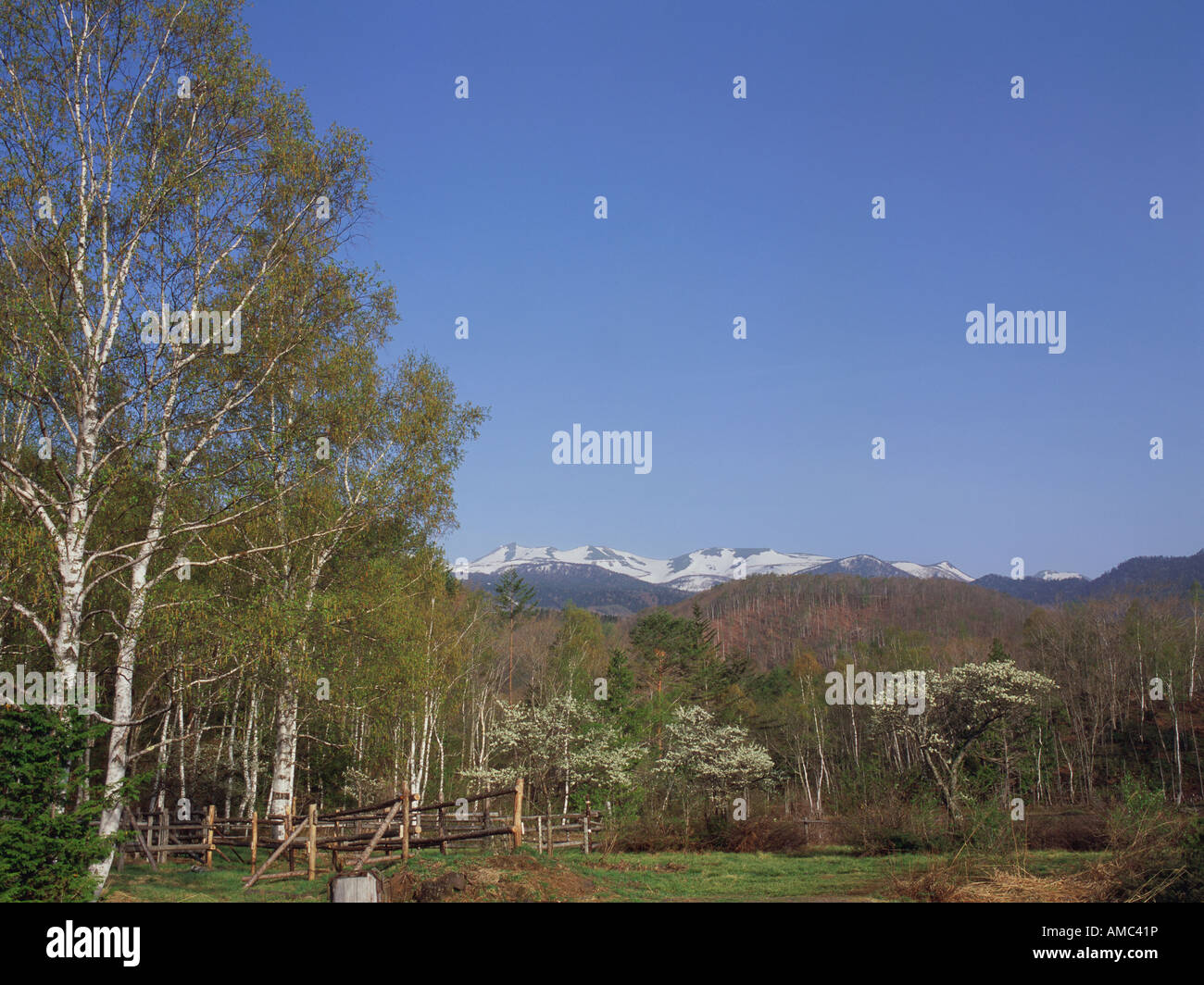Silver birch forest, Norikura, Nagano Prefecture, Japan Stock Photo - Alamy