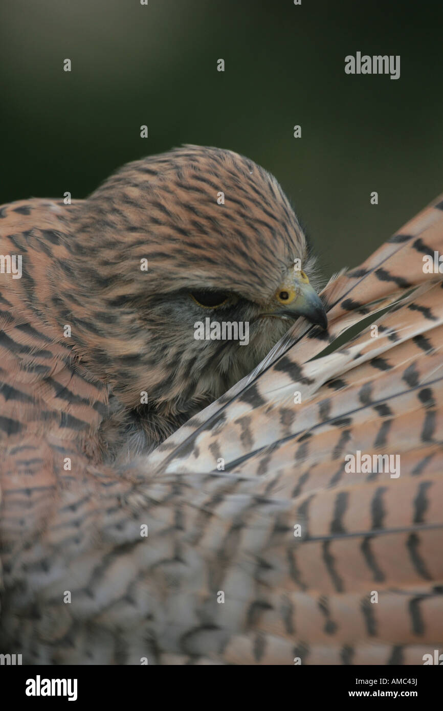 Kestrel Falco tinnunculus preening its tail feathers Stock Photo - Alamy