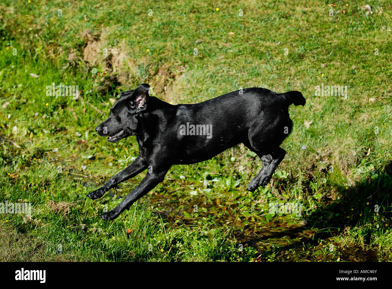 black labrador jumping stream Stock Photo - Alamy