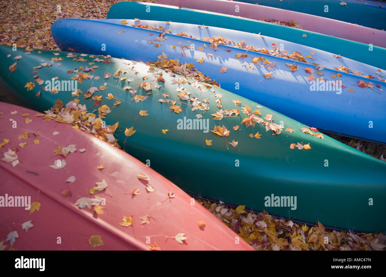 Fallen leaves on the hulls of canoes Stock Photo - Alamy