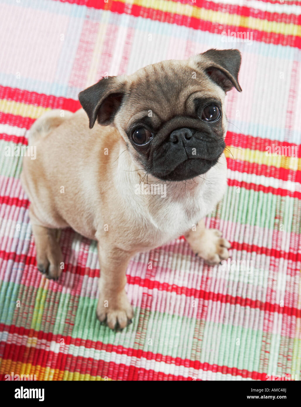 Puppy dog with camera hi-res stock photography and images - Alamy