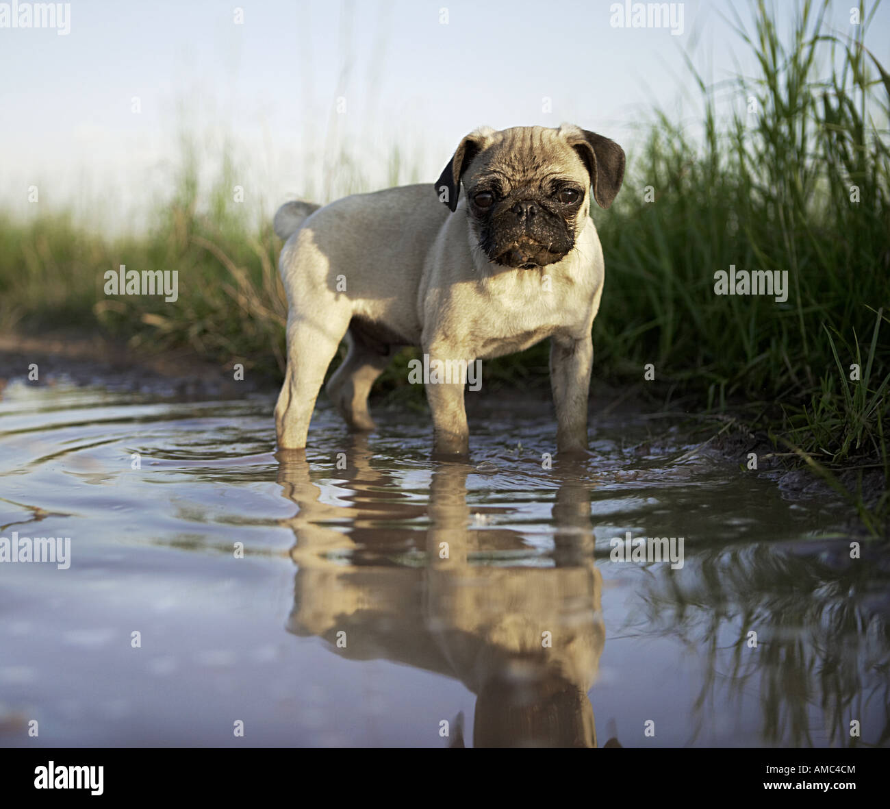 pug dog - puppy standing in water Stock Photo - Alamy