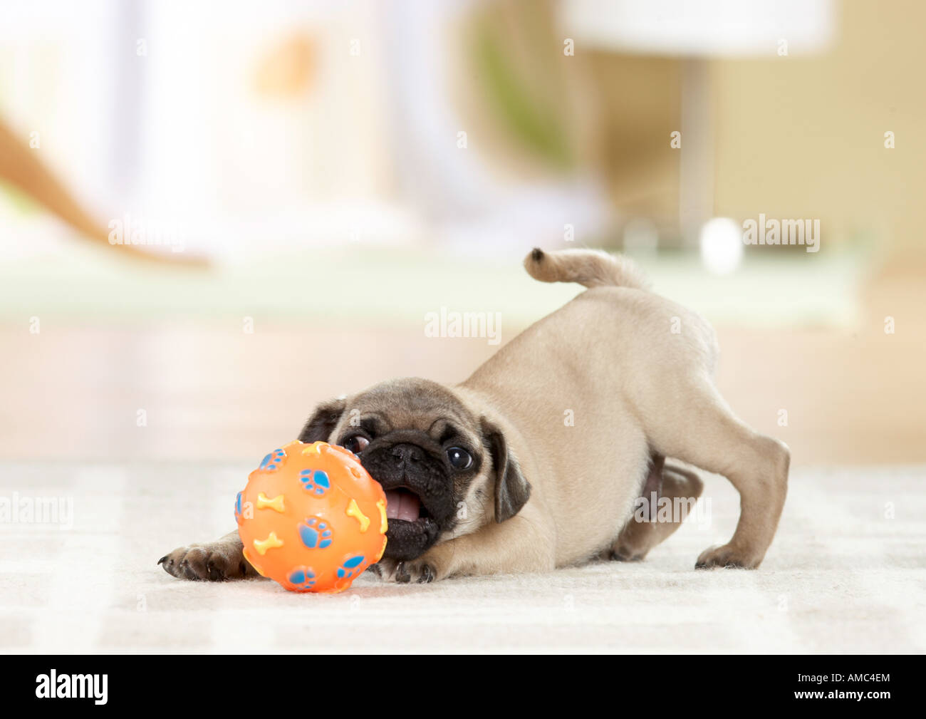 Pug playing ball hi-res stock photography and images - Alamy