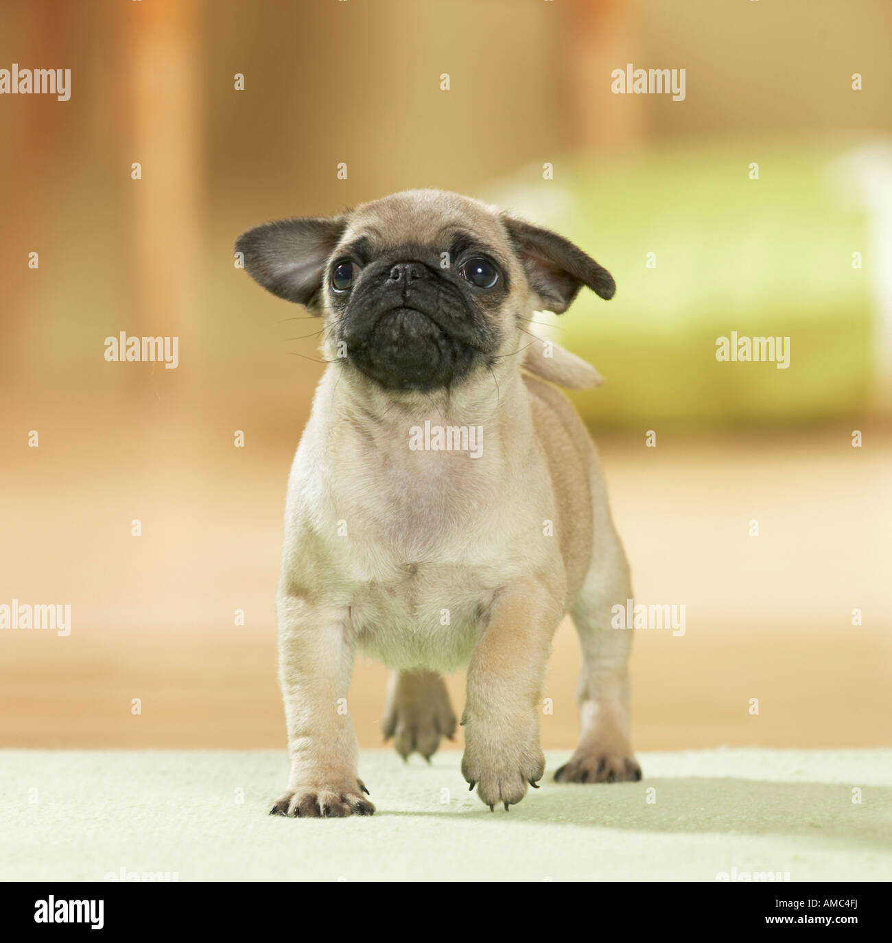 pug dog - puppy - walking Stock Photo - Alamy