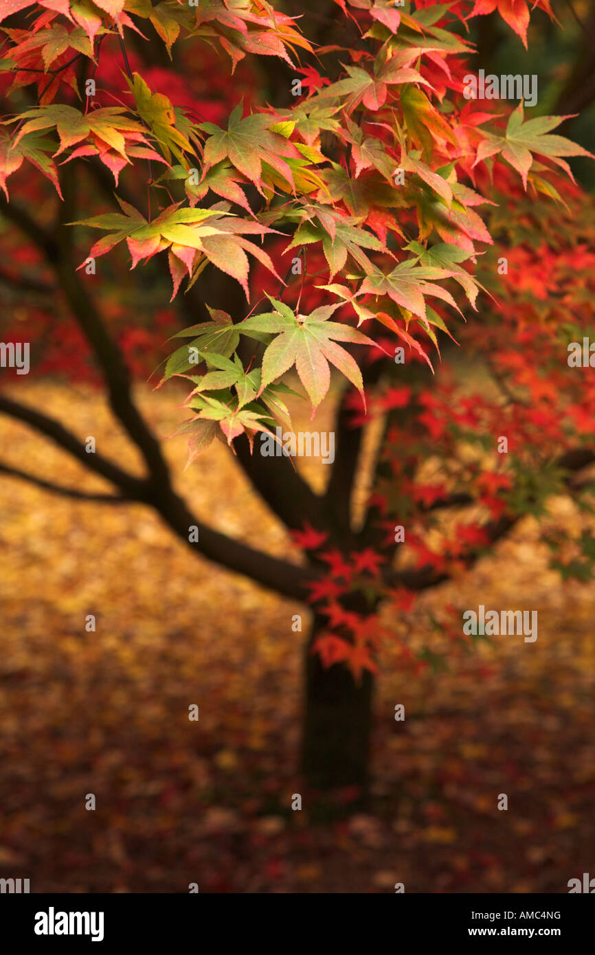 Hybrid red maple hi-res stock photography and images - Alamy