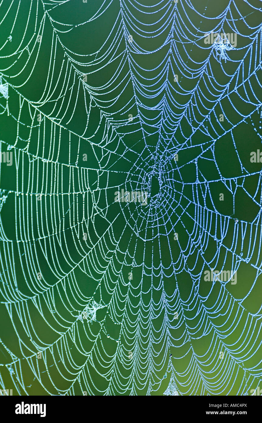 Spiders web cobweb hi-res stock photography and images - Alamy