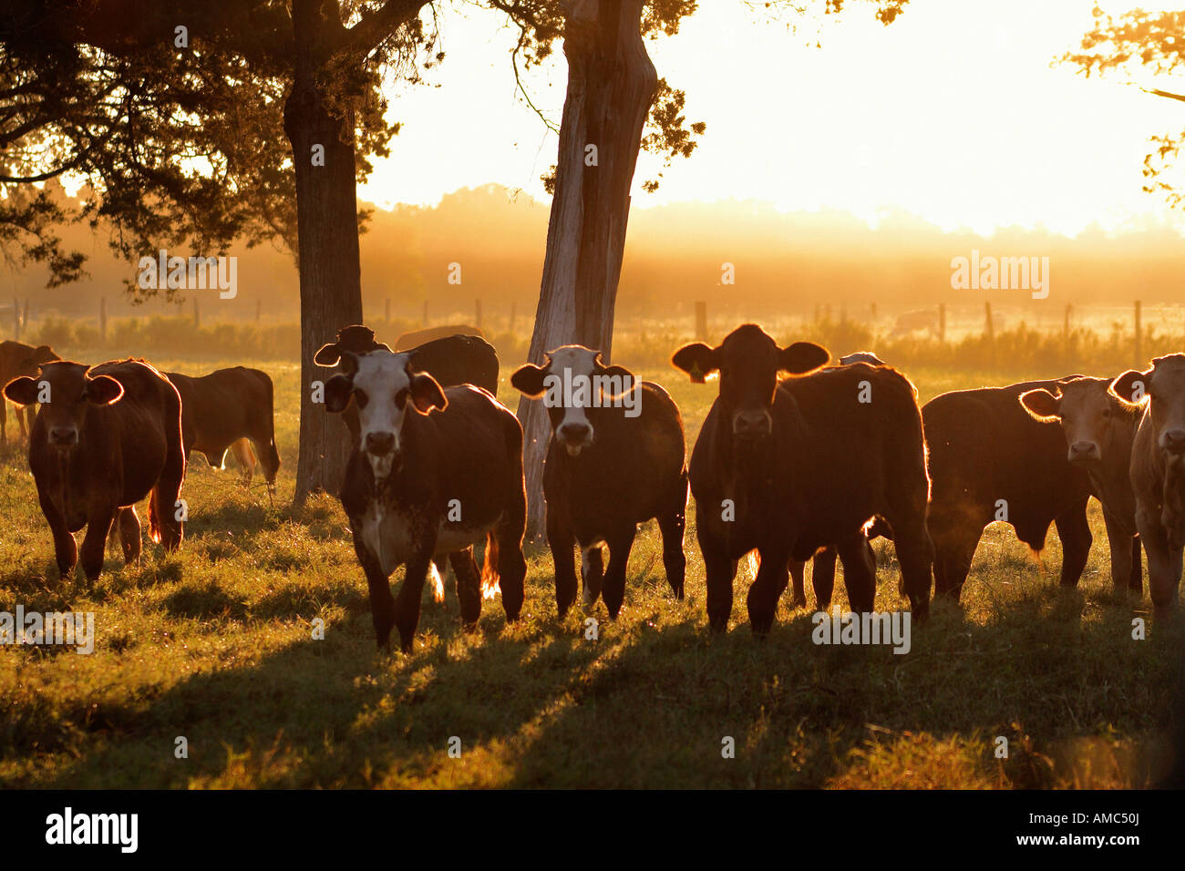 Cows at Sunrise Stock Photo - Alamy