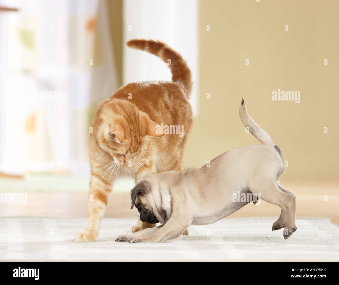 animal friendship : domestic cat and pug dog puppy - playing Stock ...