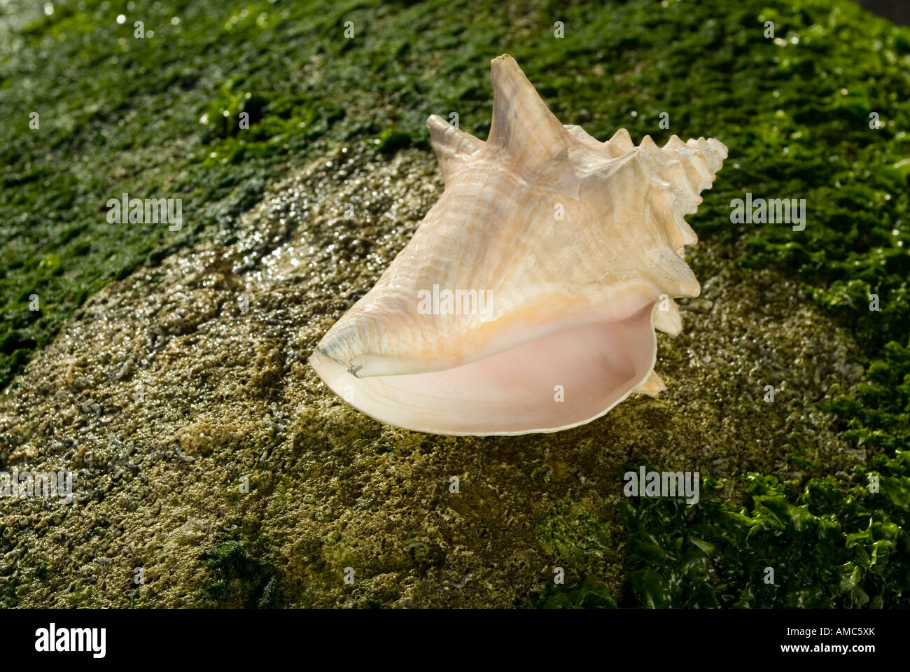 Adult Queen Conch shell Strombus gigas Stock Photo - Alamy