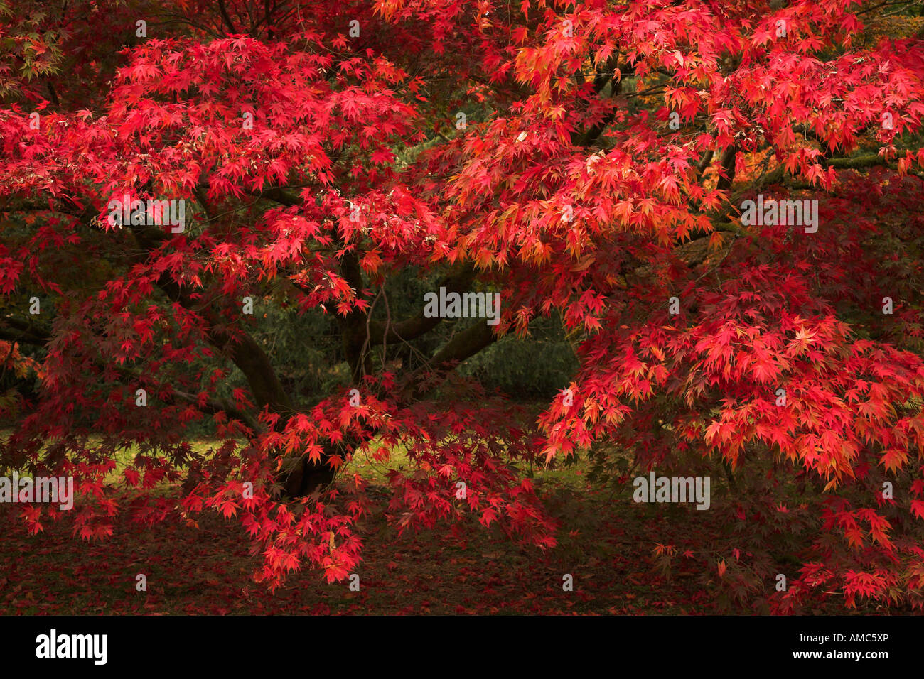 Hybrid red maple hi-res stock photography and images - Alamy
