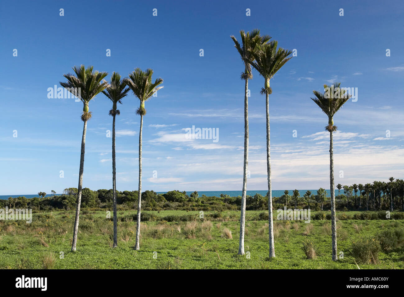 Nikau tree hi-res stock photography and images - Alamy